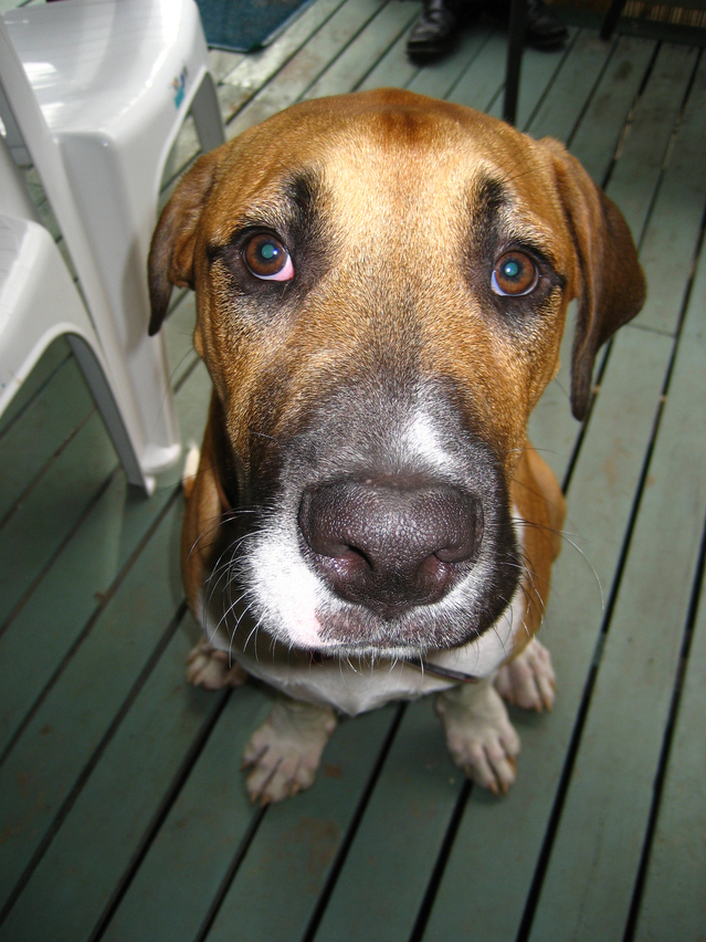 I’ve been trained by a dog! | The CVM Blog