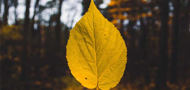 The humble leaf | The CVM Blog